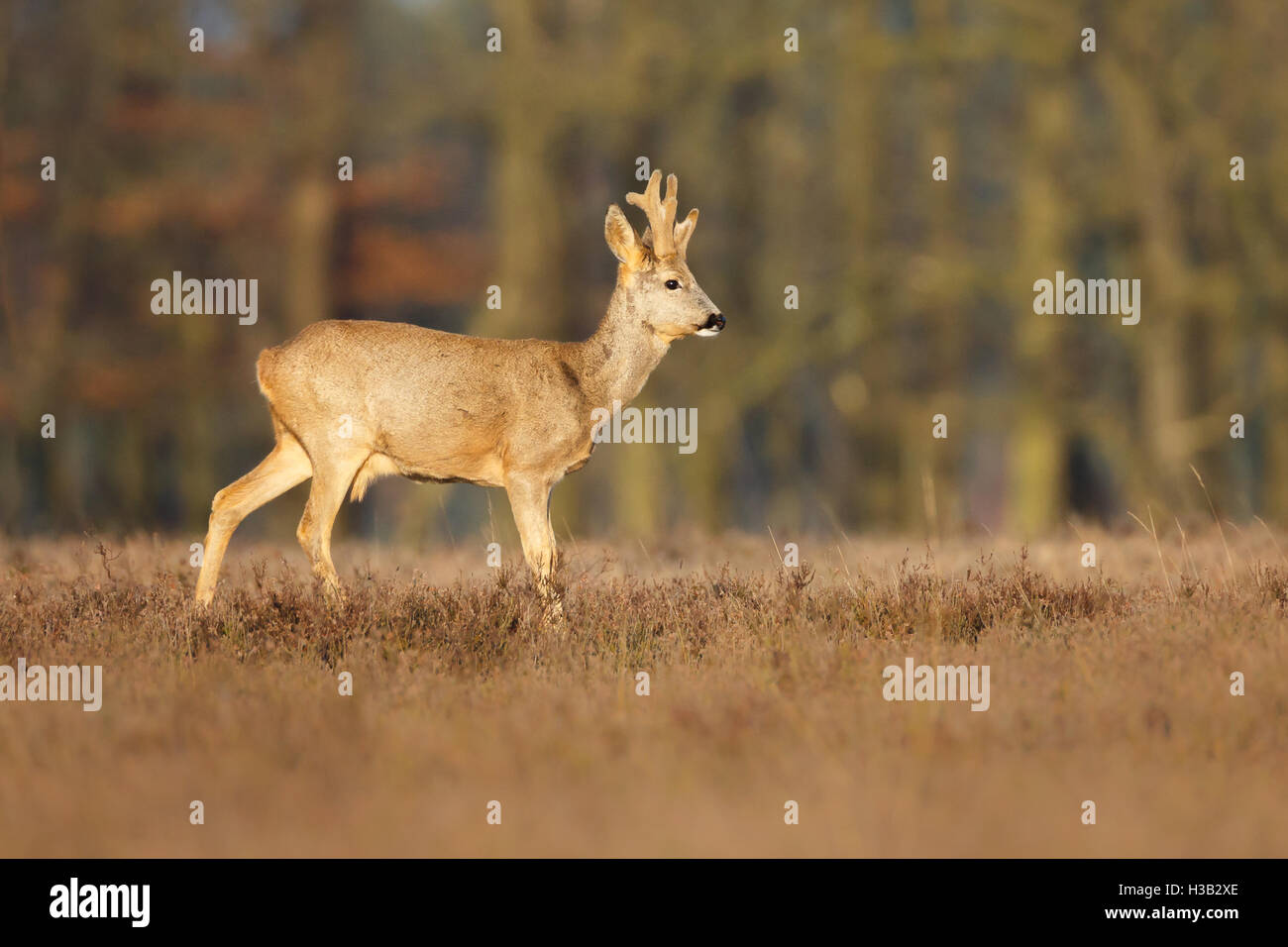 a roe deer Stock Photo - Alamy