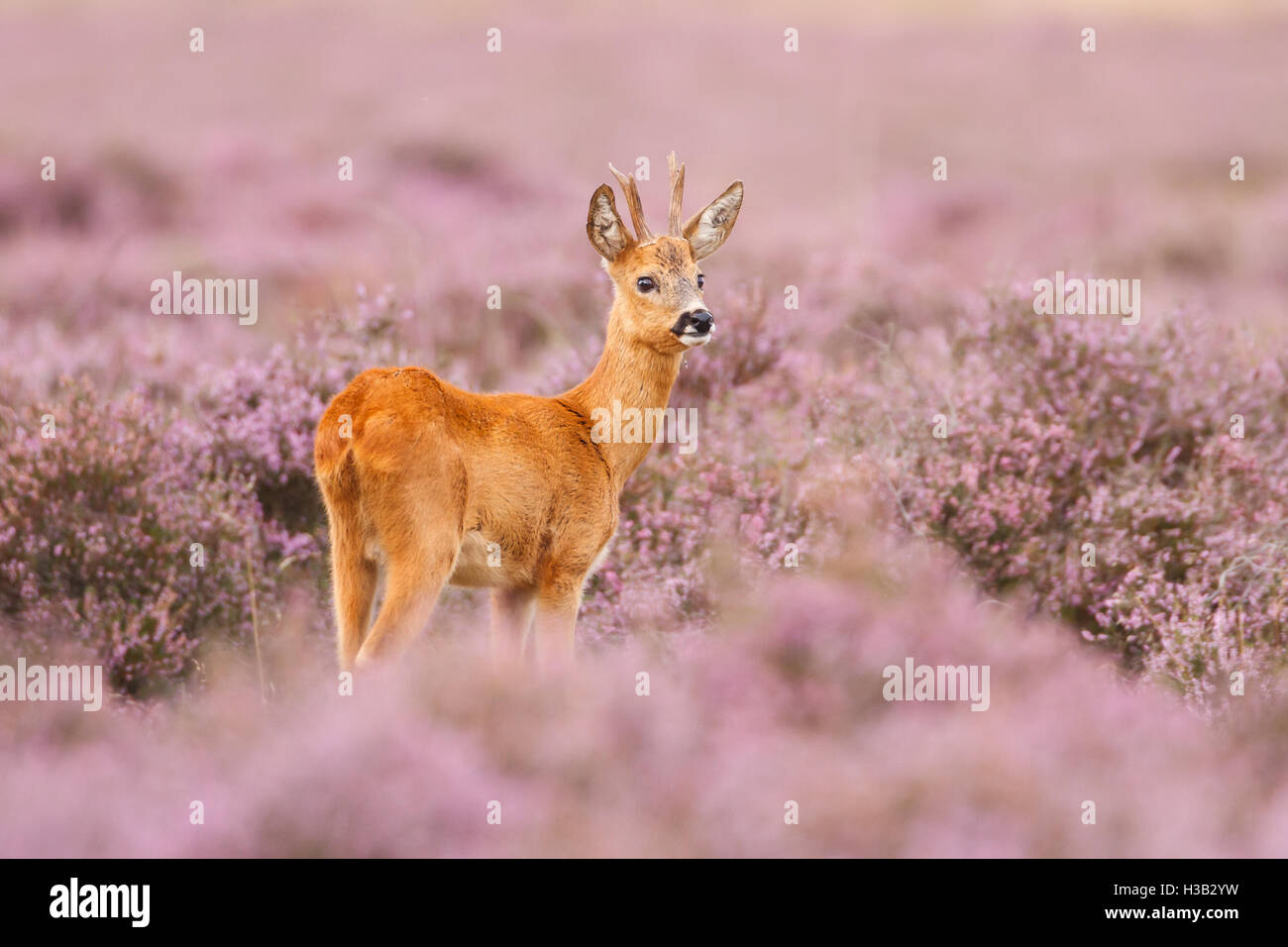 Roe deer hi-res stock photography and images - Alamy