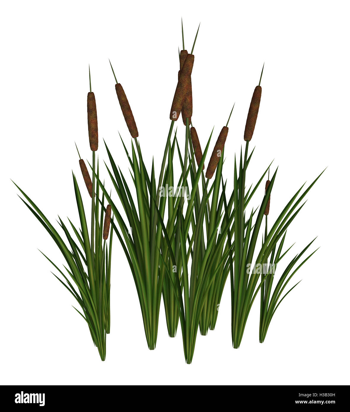 Cattails Cut Out Stock Images & Pictures - Alamy