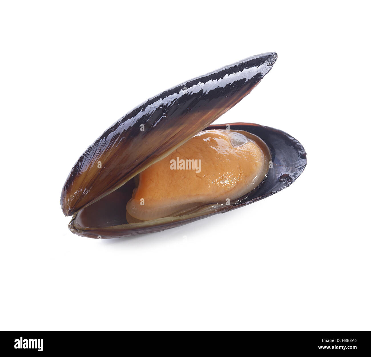 Isolated mussel hi-res stock photography and images - Alamy