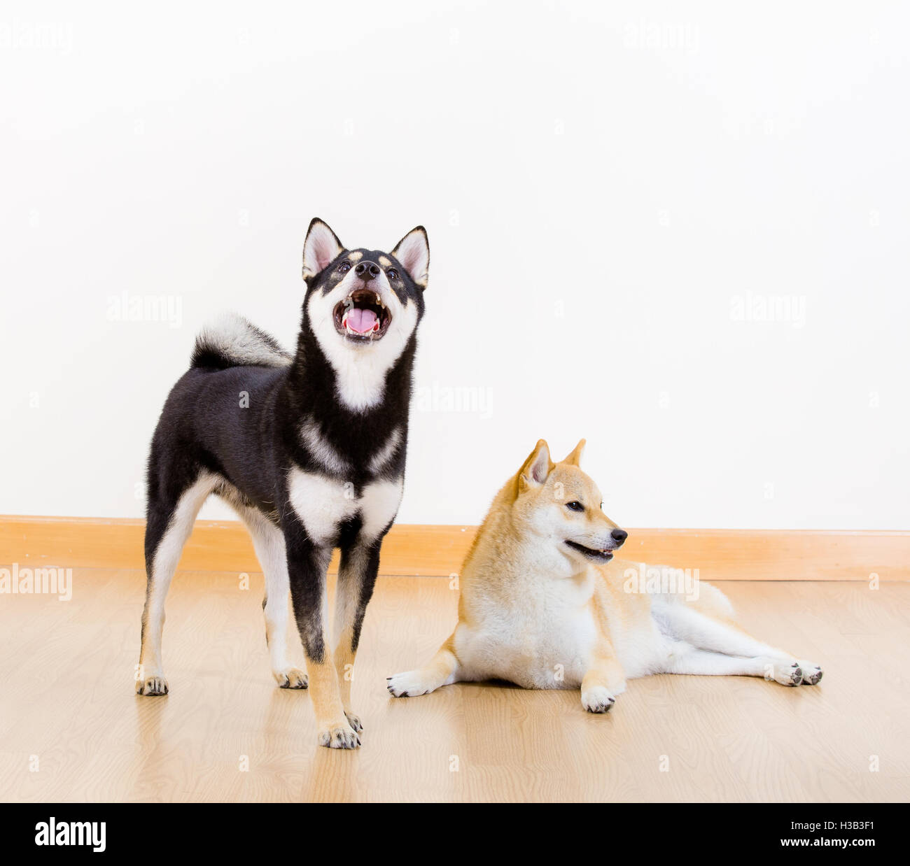 Two shiba inu dog at home Stock Photo - Alamy