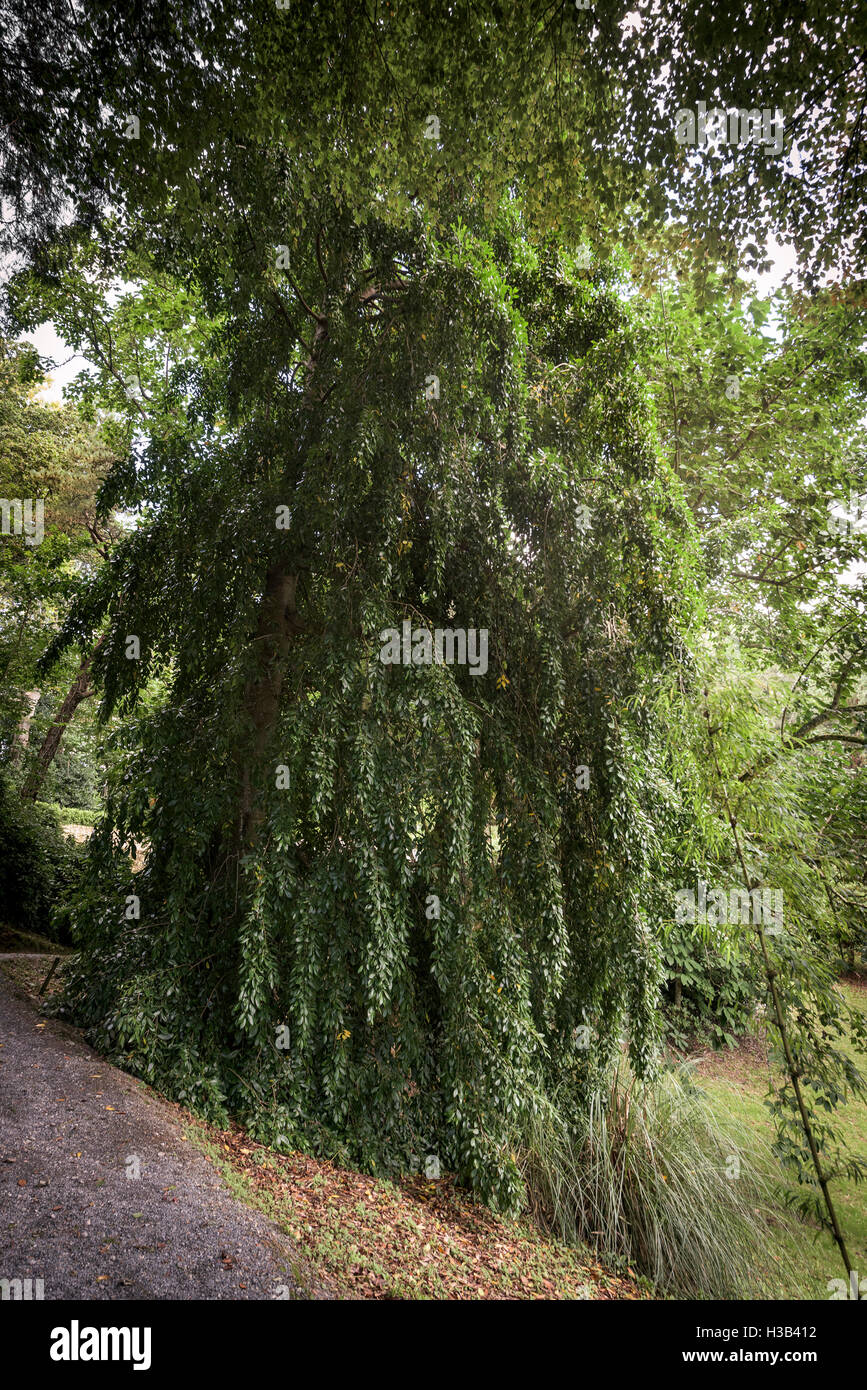 Tepa hi-res stock photography and images - Alamy