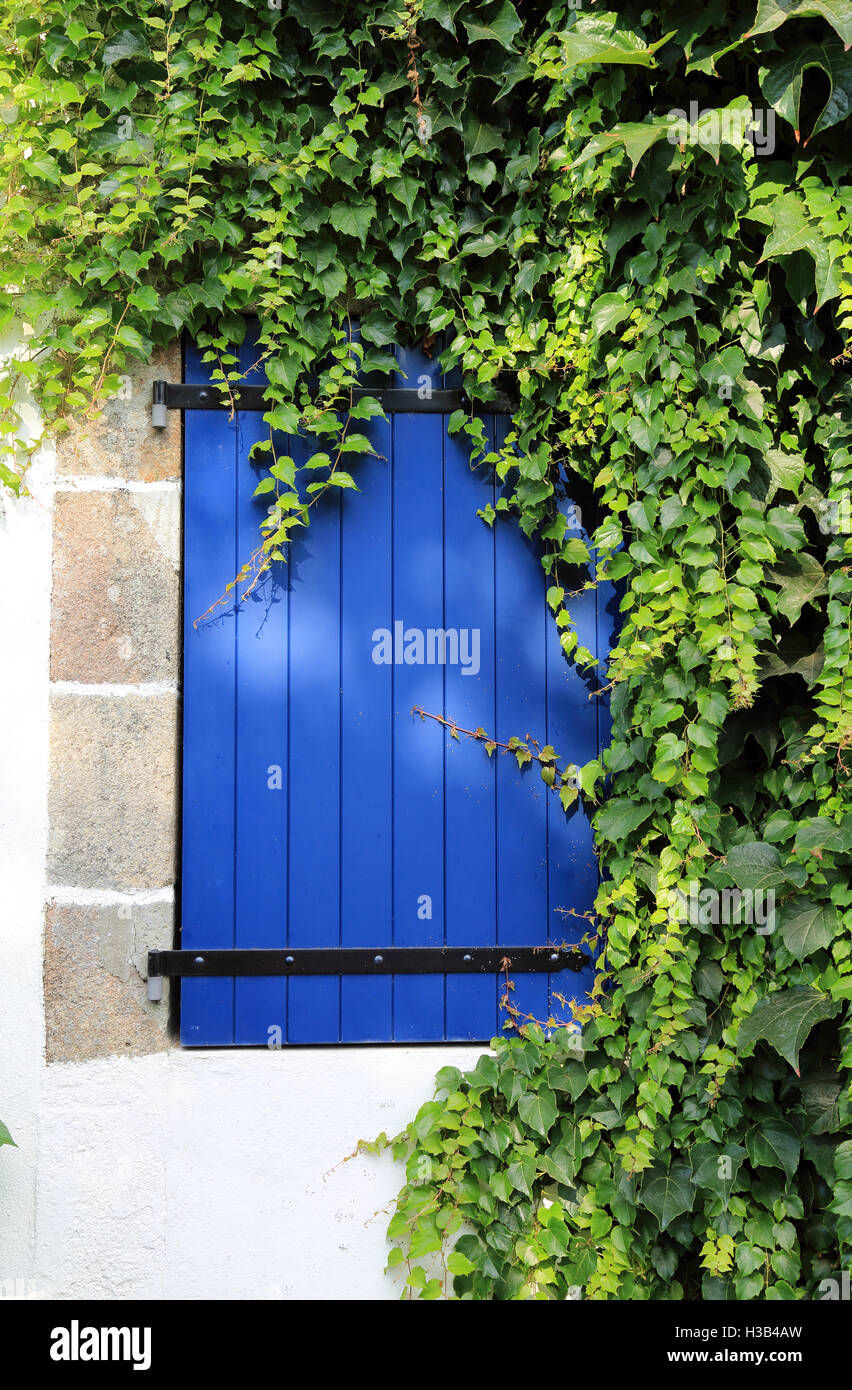 Blue shuttered window with creeper in Le Trech, Ile Aux Moines ...