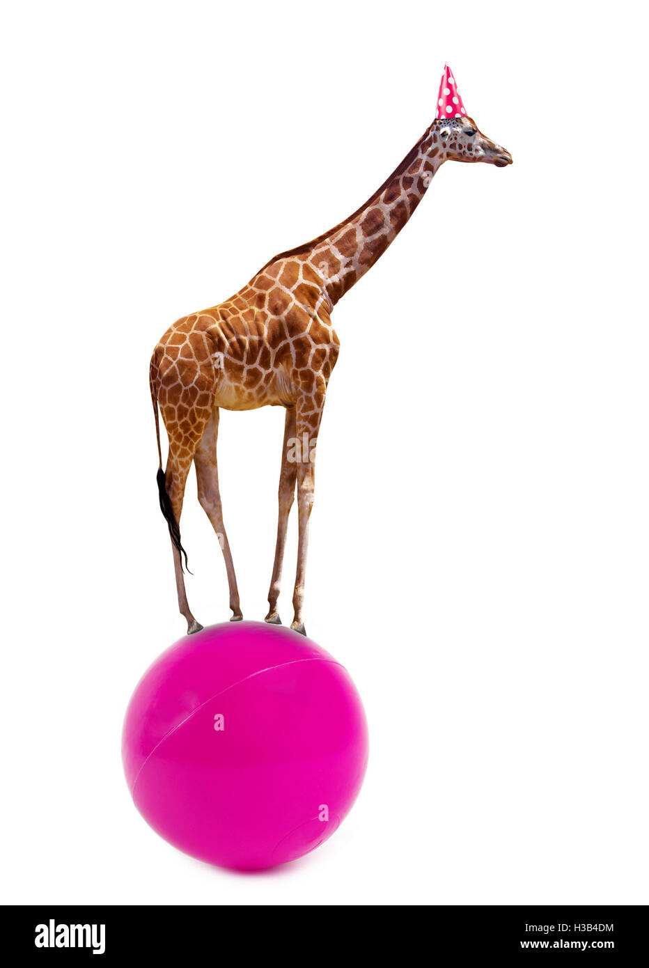 Funny animals funny giraffe Cut Out Stock Images & Pictures - Alamy
