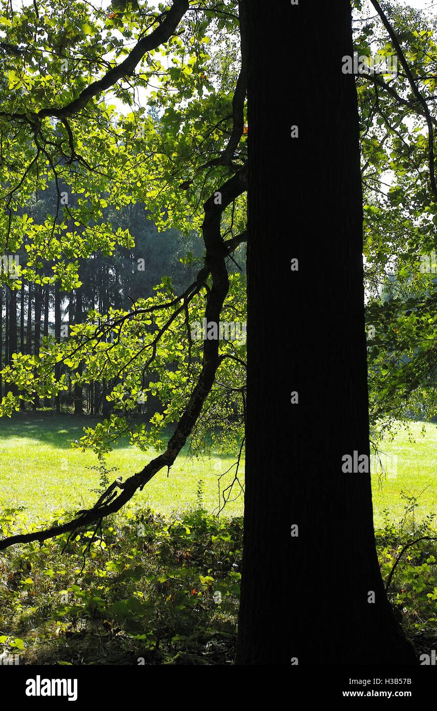 Old big tree from summer Stock Photo - Alamy