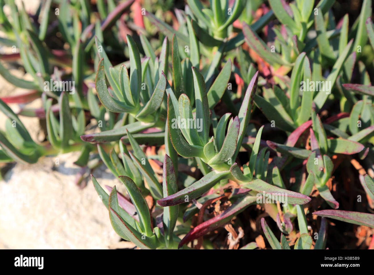 succulent seaside plant at pointe du Trech, Ile Aux Moines, Morbihan ...