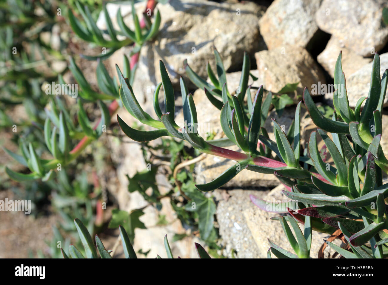 succulent seaside plant on a wall at pointe du Trech, Ile Aux Moines ...
