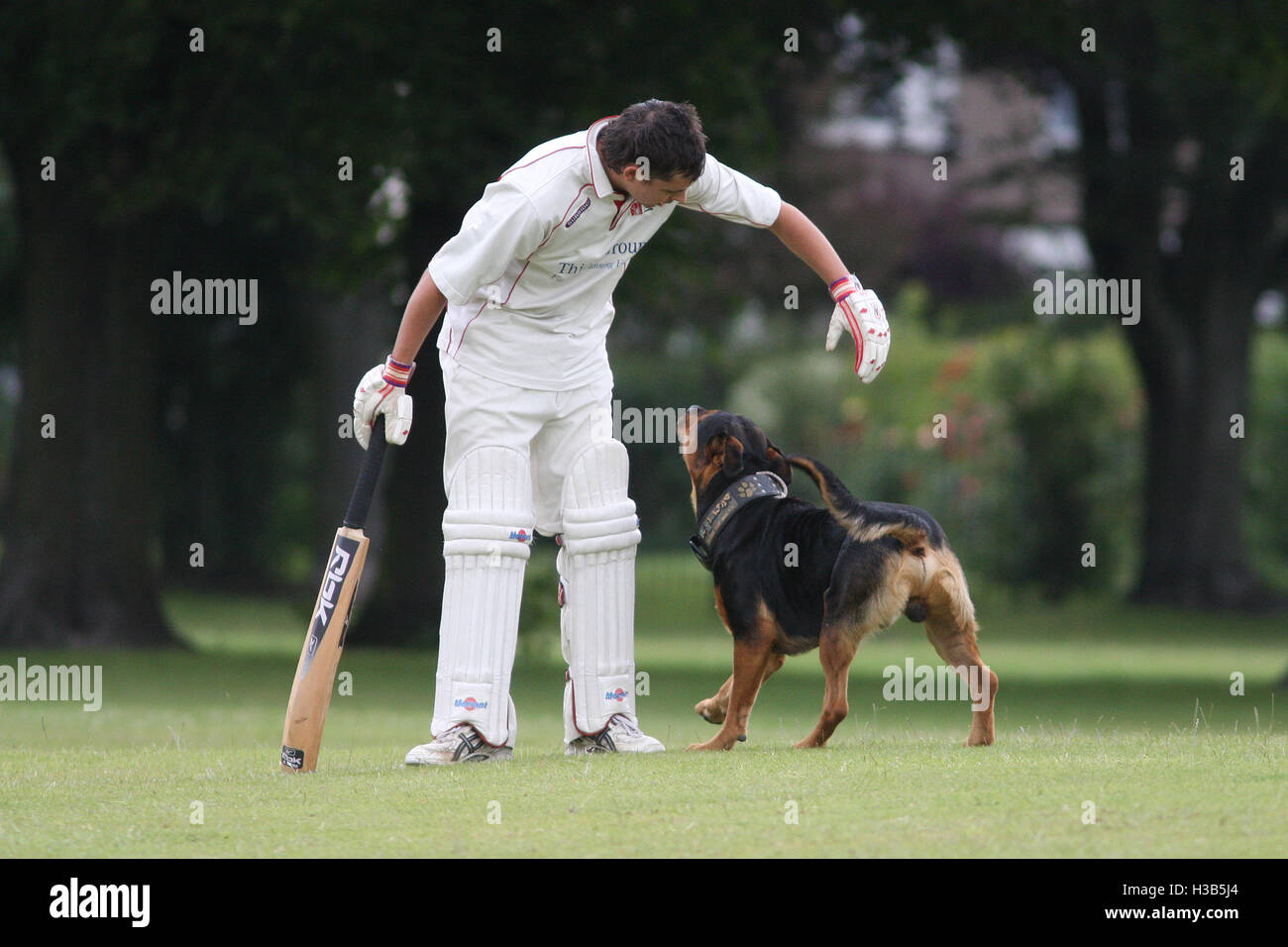 During a Cricket match at BARKING a rottweiler dog is seen entering the ...