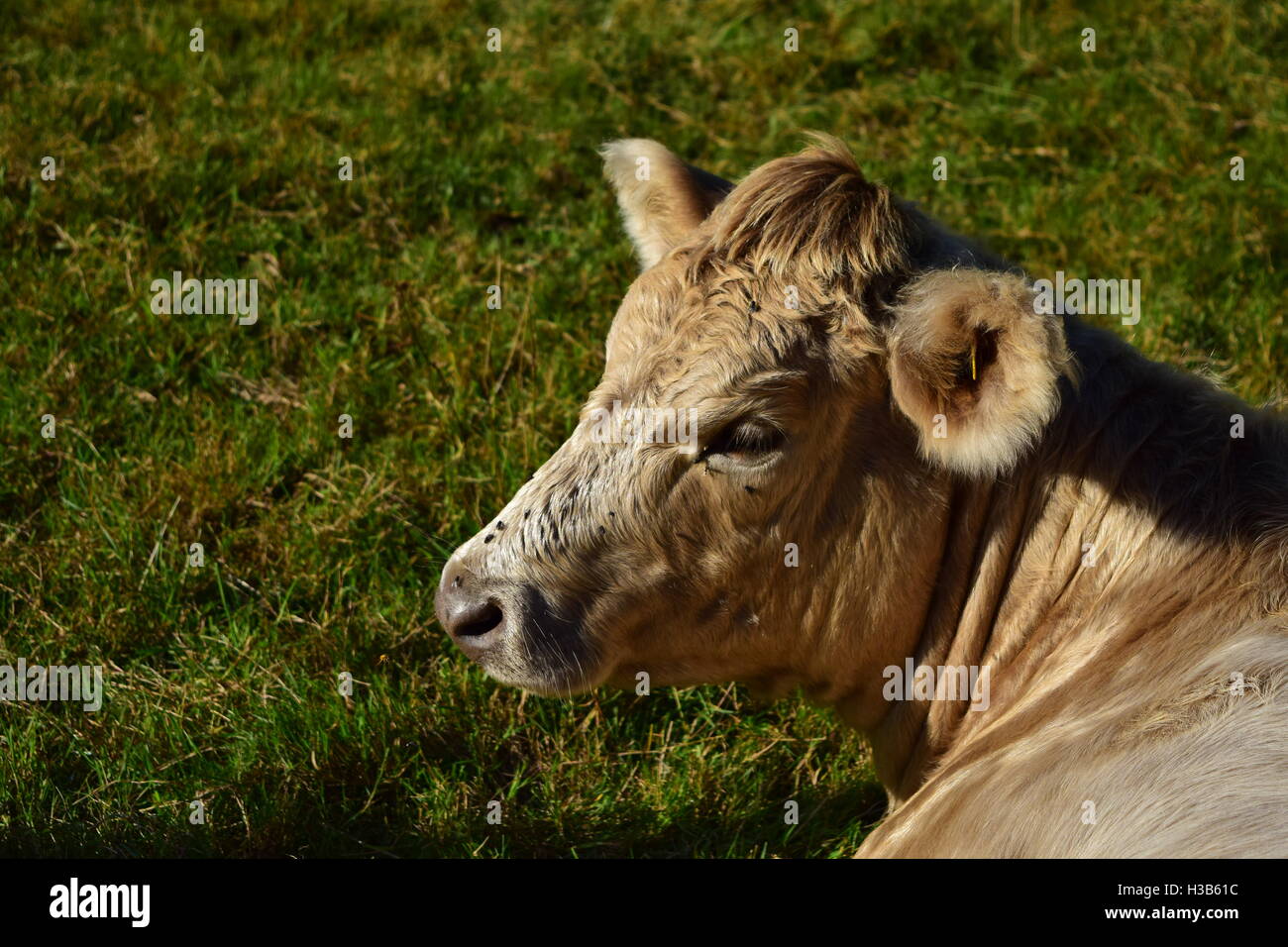 Jersey cream cow lying in a pasture Stock Photo - Alamy