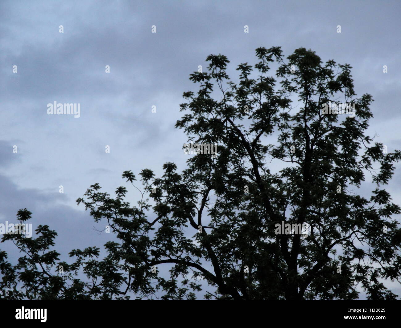 Trees Against Sky Stock Photo - Alamy