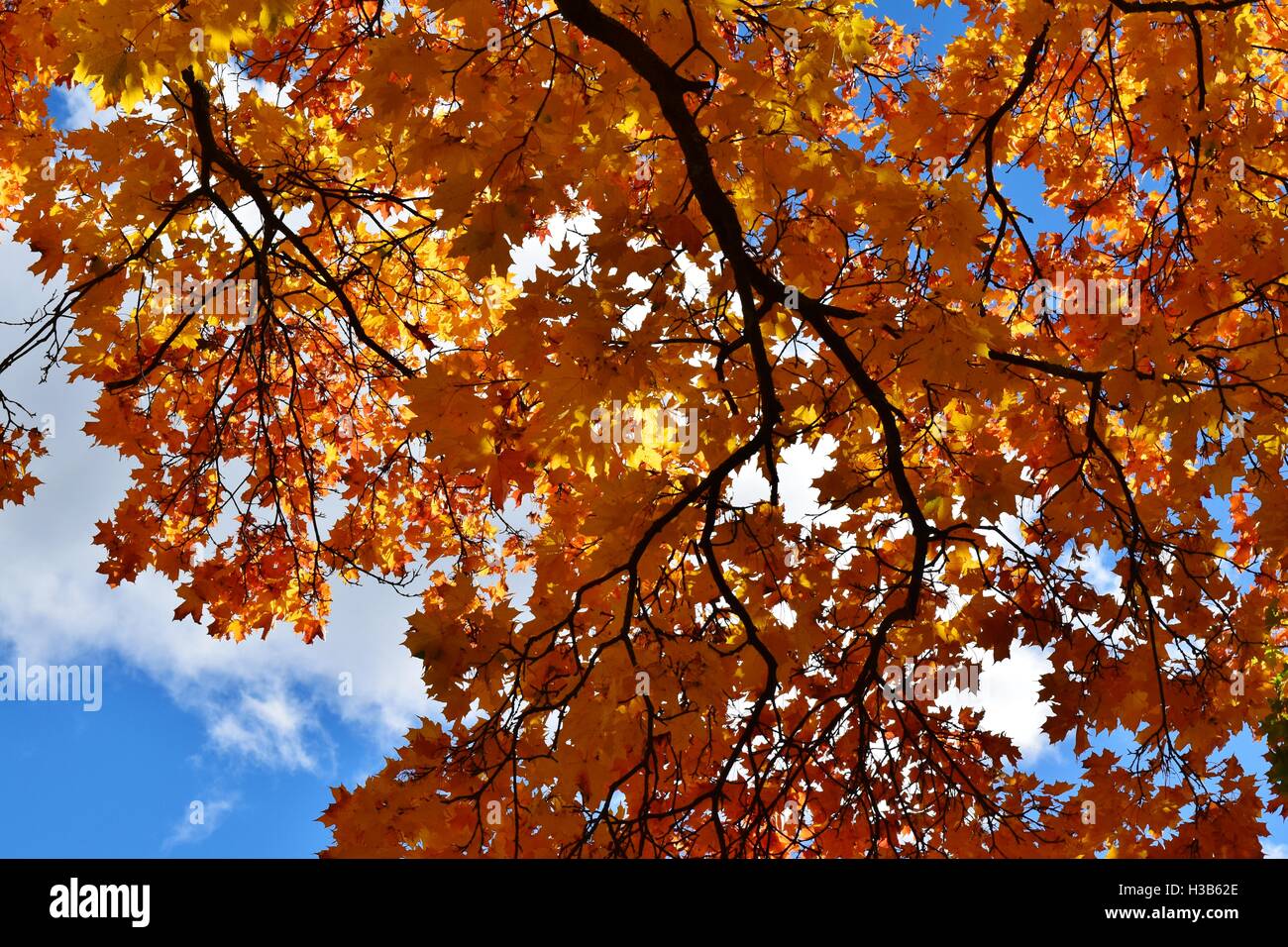 Maple europe september hi-res stock photography and images - Alamy