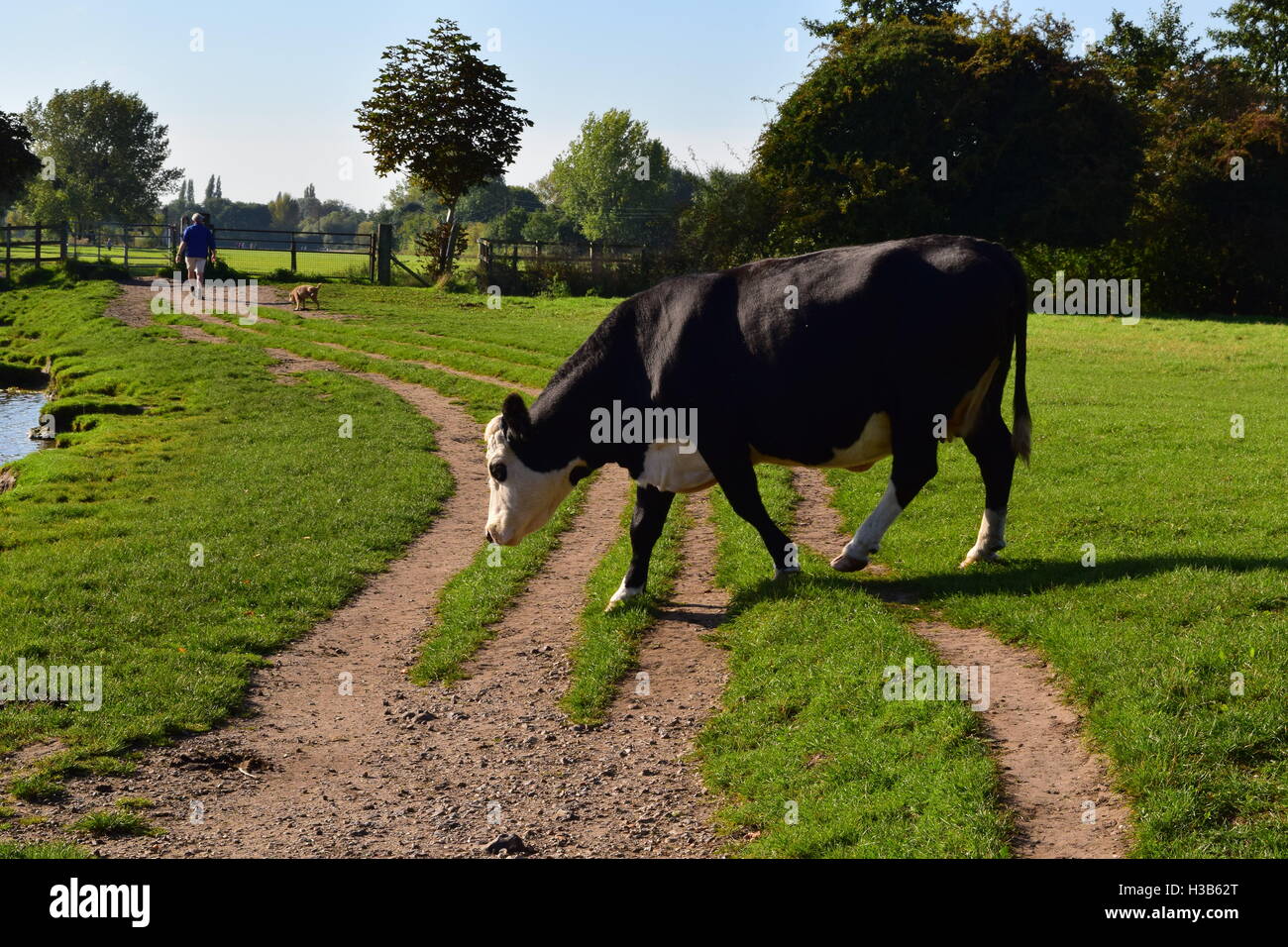 Walking dog cow hi-res stock photography and images - Alamy