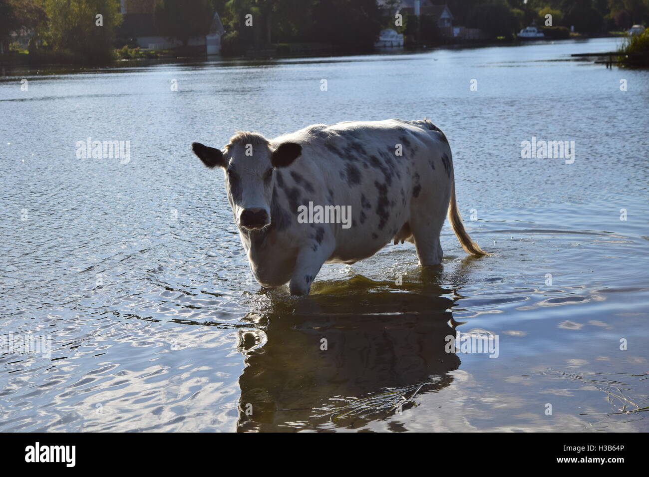 White spotted cow hi-res stock photography and images - Alamy