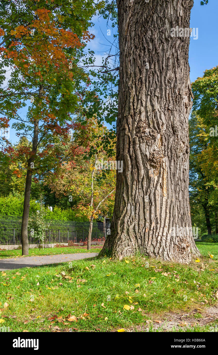 Falling linden tree leaf hi-res stock photography and images - Alamy