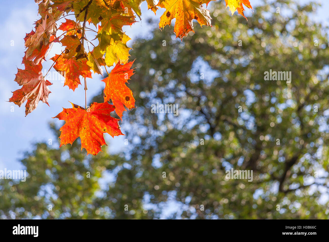 Vibrant color maple leaf tree hi-res stock photography and images - Alamy