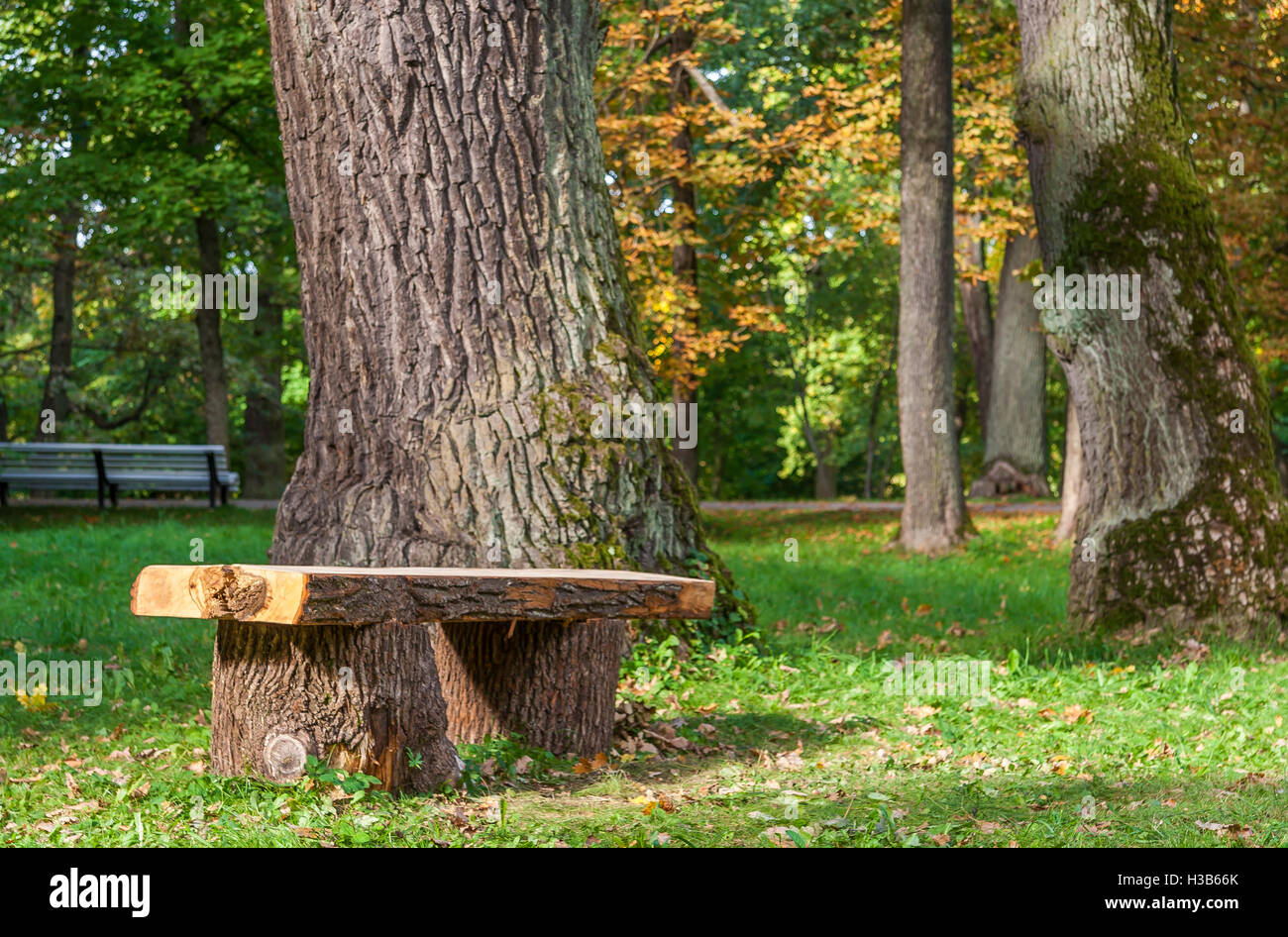 Tree leaves empty park bench hi-res stock photography and images - Alamy