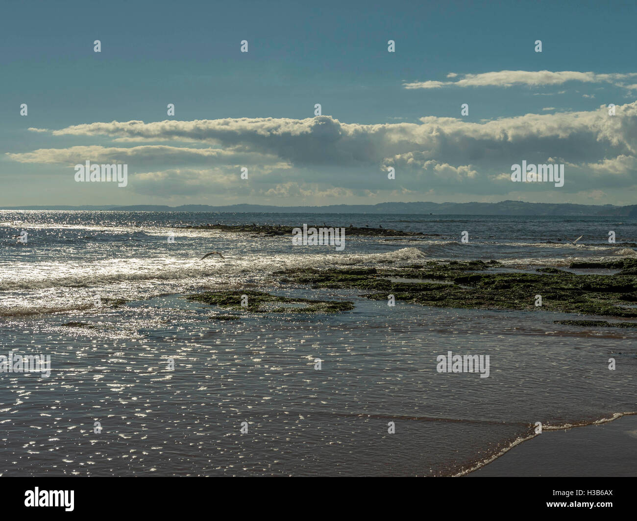 Rock pools exmouth beach devon hi-res stock photography and images - Alamy