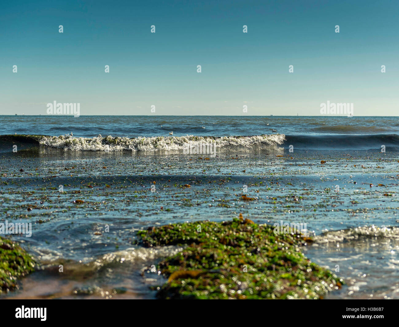 Autumn sunshine, blue skies, sand, seaweed, rock pools and gullies ...