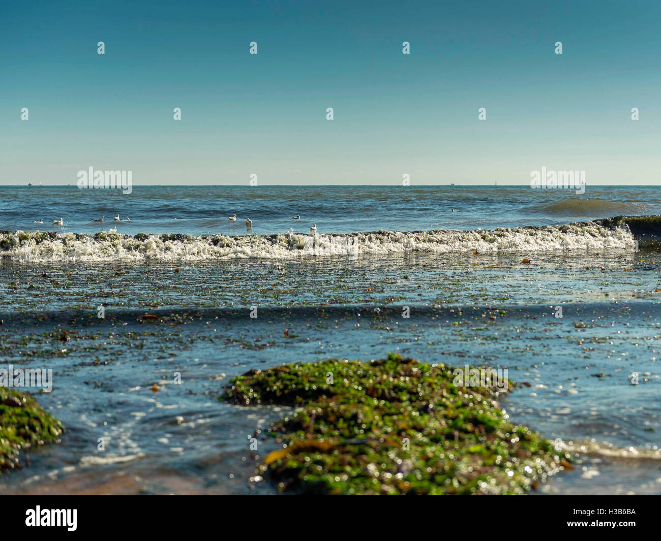 Autumn sunshine, blue skies, sand, seaweed, rock pools and gullies ...