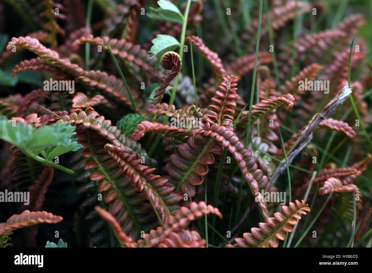 Reddish green new branches of fern Stock Photo - Alamy