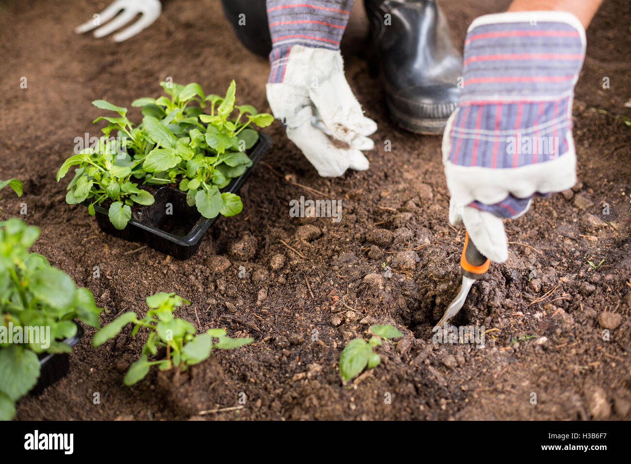 Cropped image of gardener digging soil while planting Stock Photo - Alamy