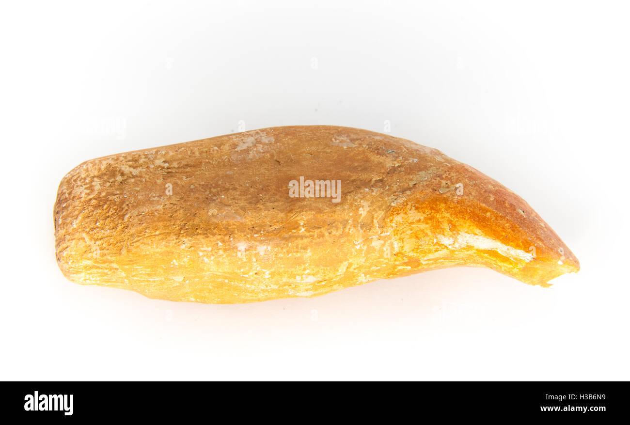 tooth of a cave bear (ursus spelaeus), pleistocene Stock Photo - Alamy