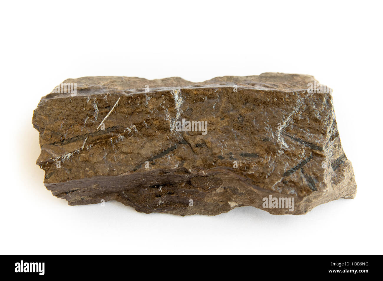 fossil of cambrian, ordovician graptolite detailed macro shot ...