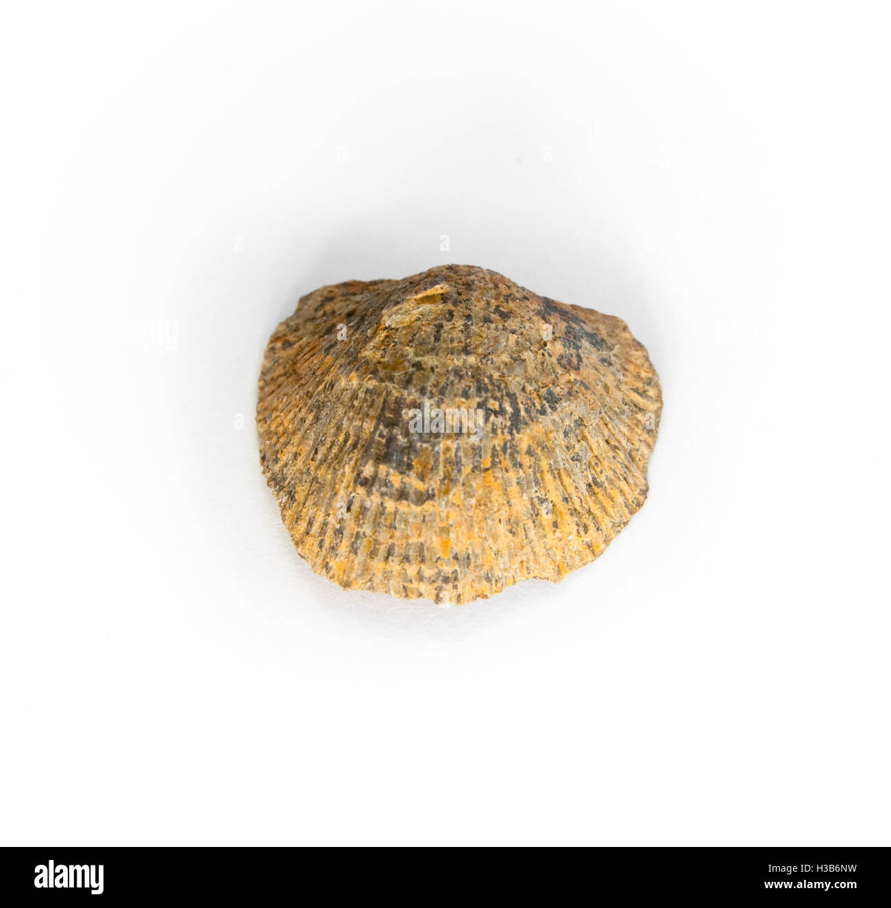 Brachiopod hi-res stock photography and images - Alamy