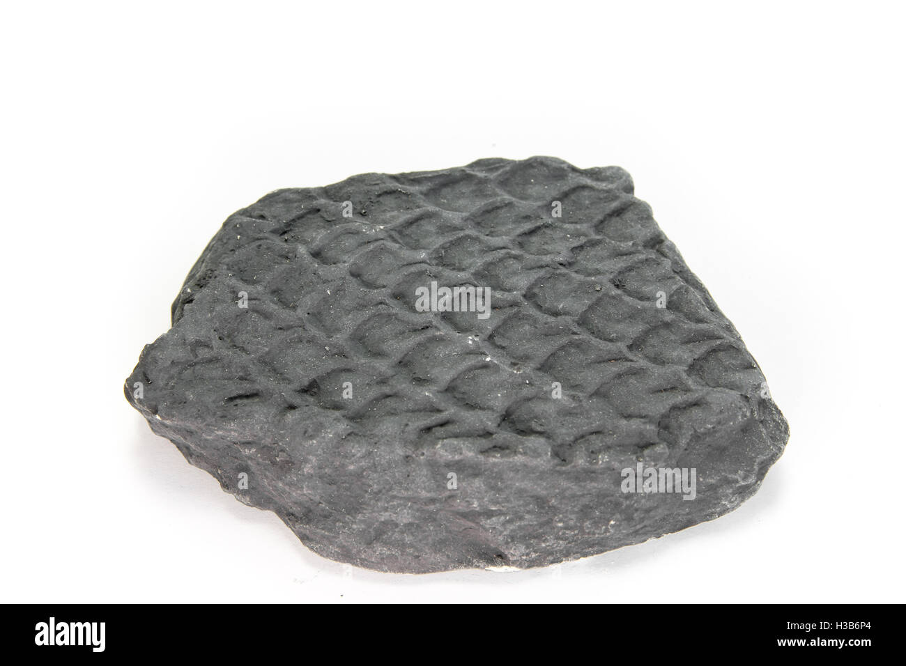 Lepidodendron fossil hi-res stock photography and images - Alamy