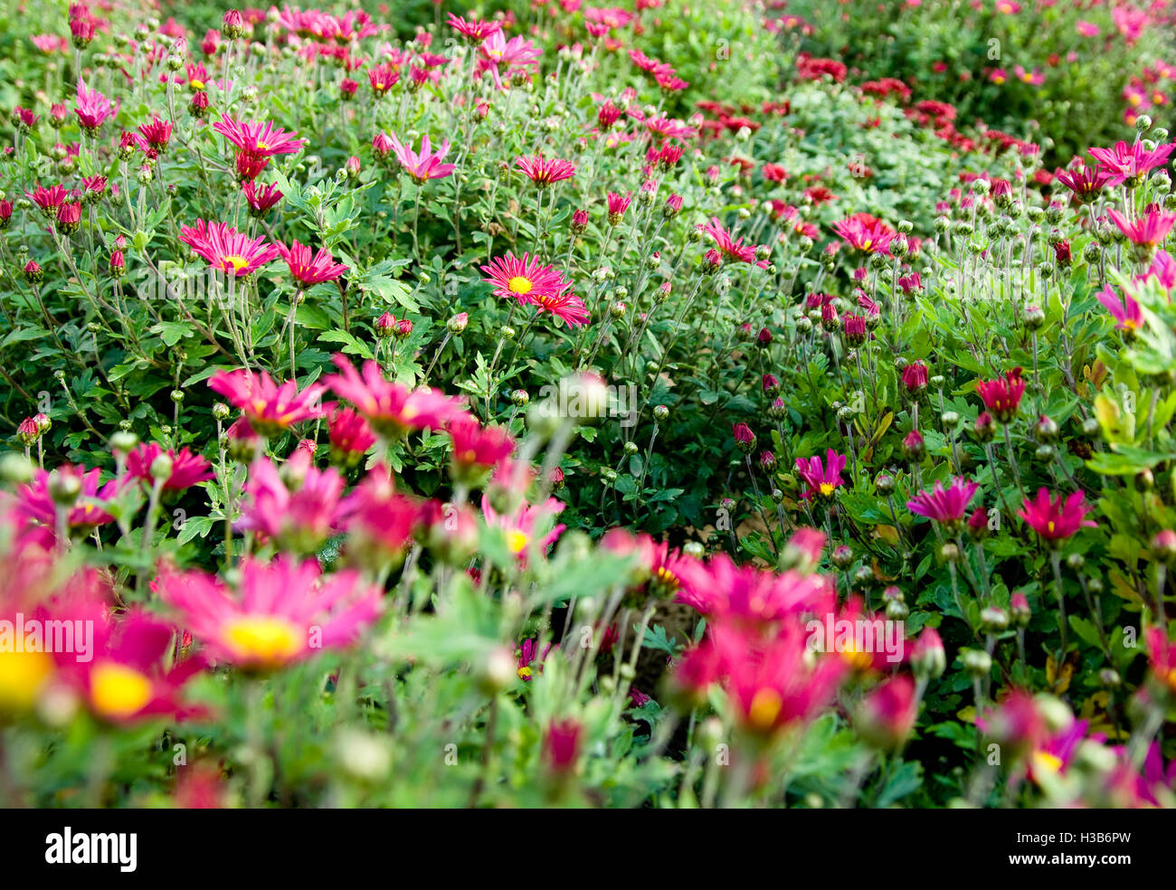 lots of colorfull flowers inside a greenhouse Stock Photo - Alamy