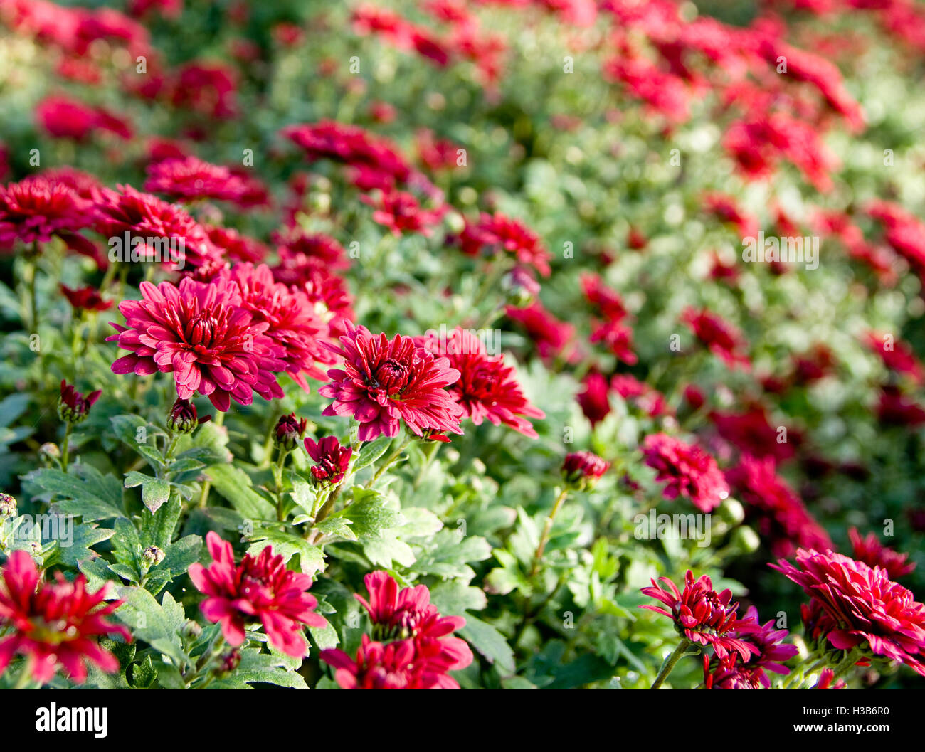 lots of colorfull flowers inside a greenhouse Stock Photo - Alamy