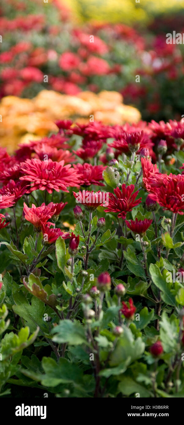 lots of colorfull flowers inside a greenhouse Stock Photo - Alamy
