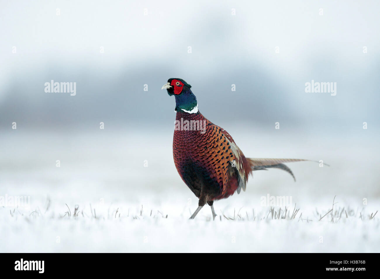 Pheasant snow hi-res stock photography and images - Alamy