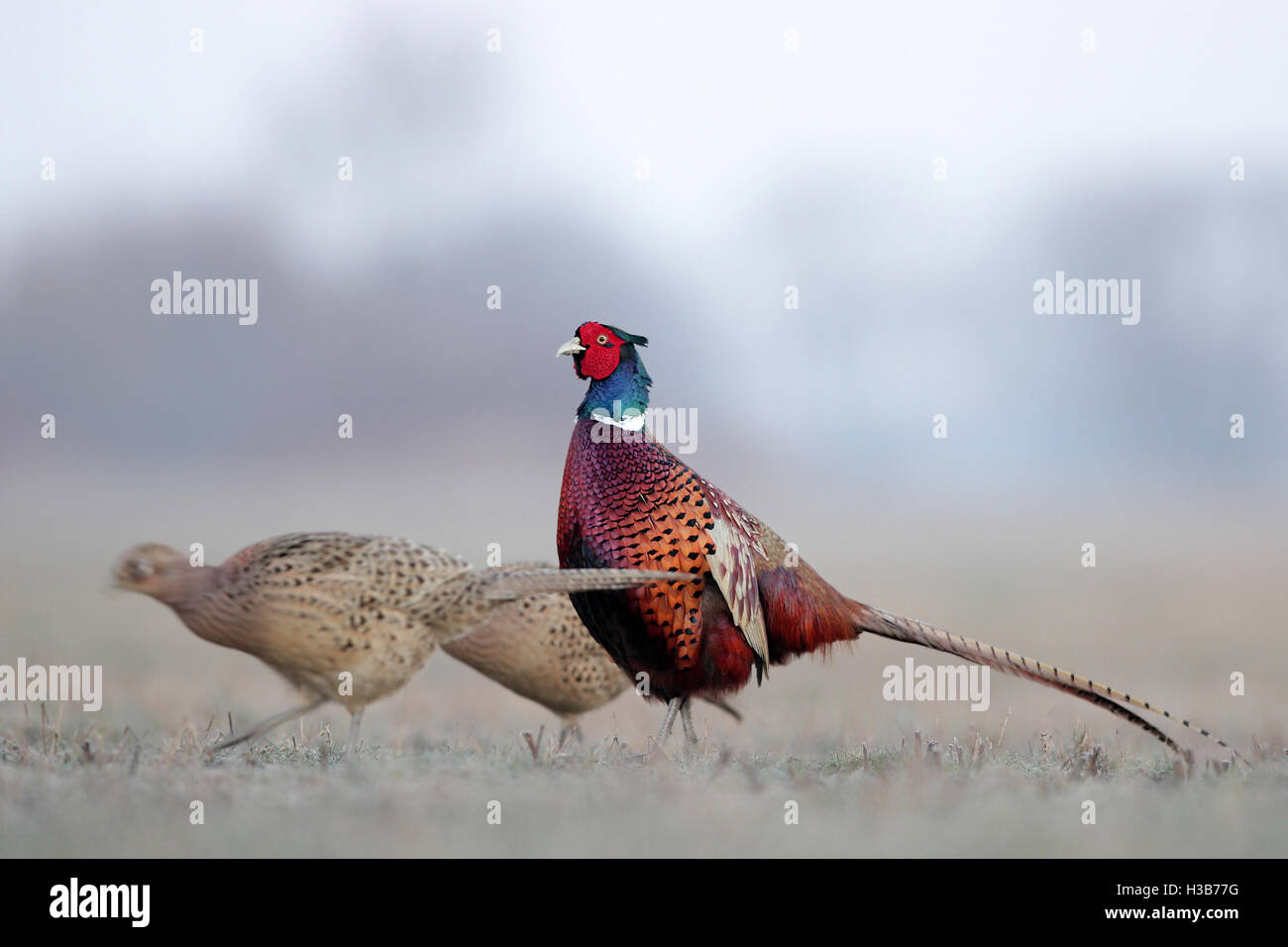 Pheasant hunting hi-res stock photography and images - Alamy