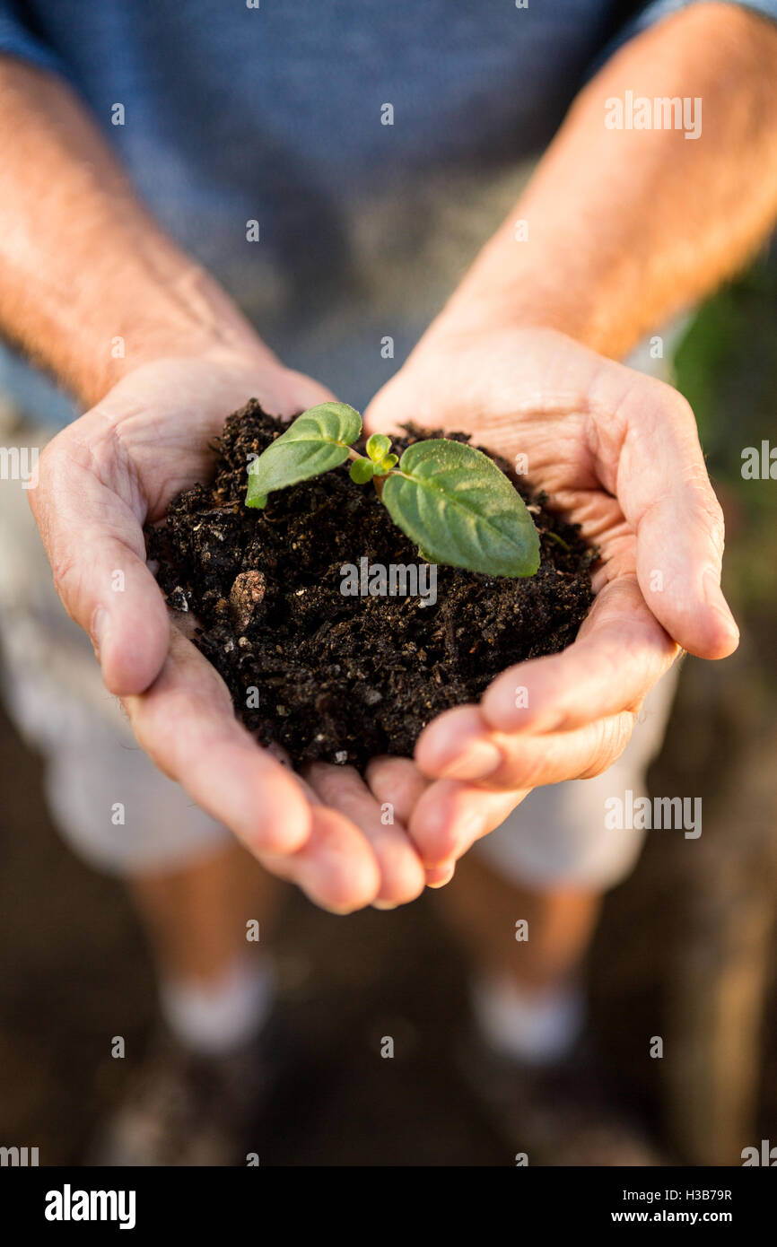 Close-up of seedling in cupped hands at garden Stock Photo - Alamy