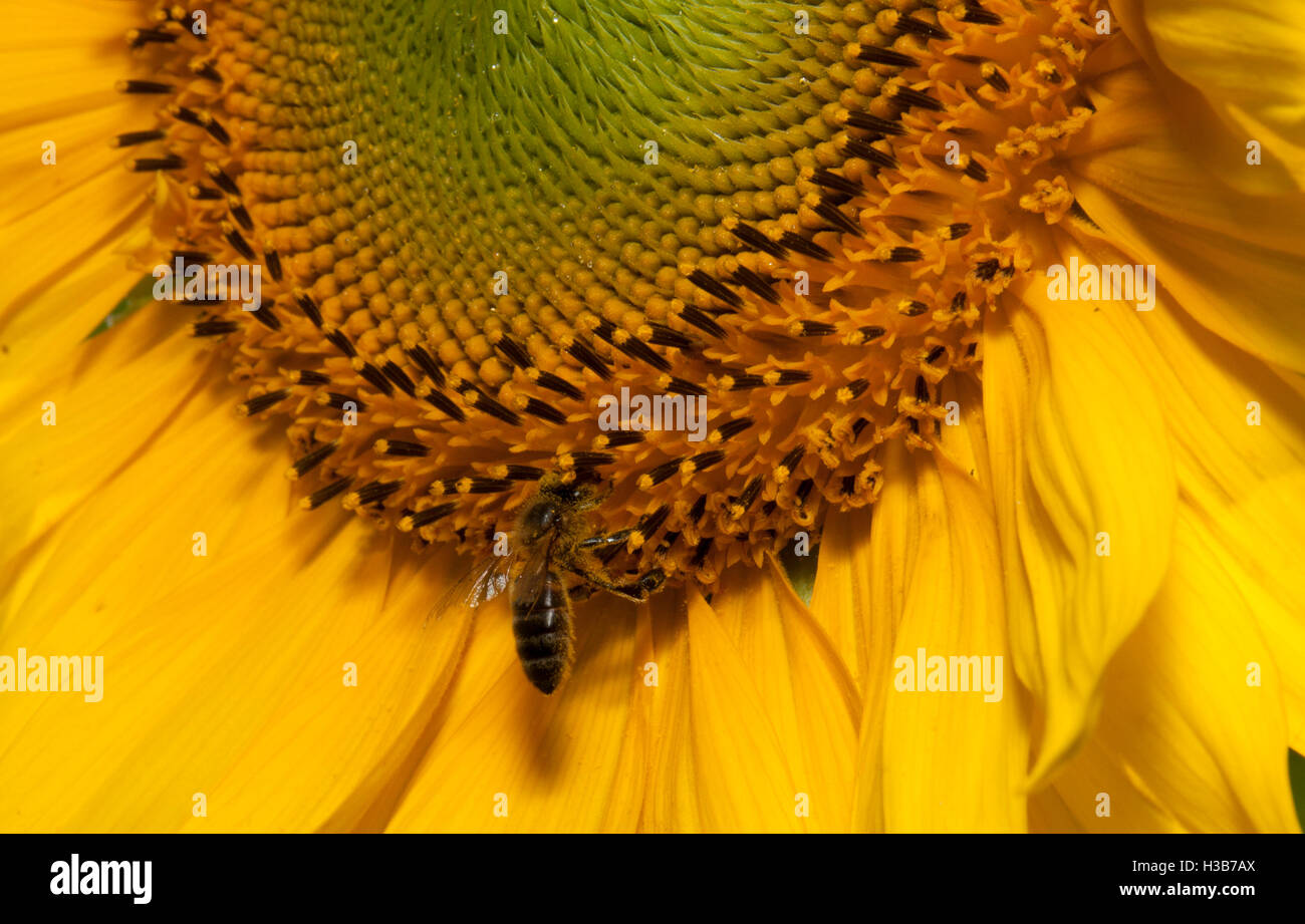 detail of sunflower in a sunny day during summer Stock Photo - Alamy