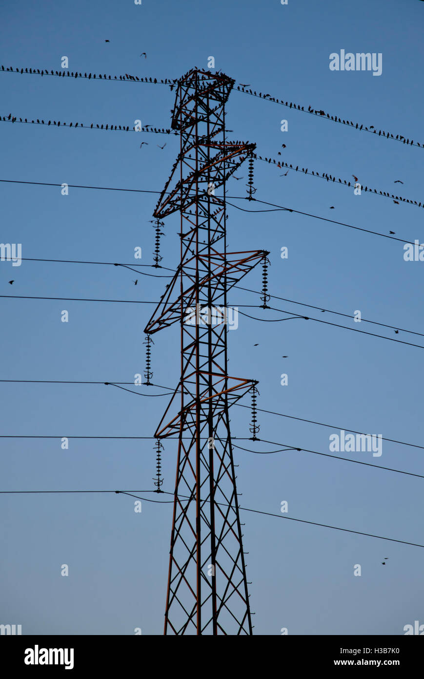 some small birds sitting on high tension wires Stock Photo - Alamy
