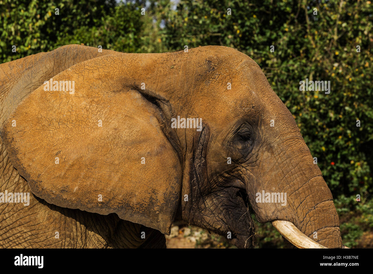 Head profile of African Elephant Stock Photo - Alamy