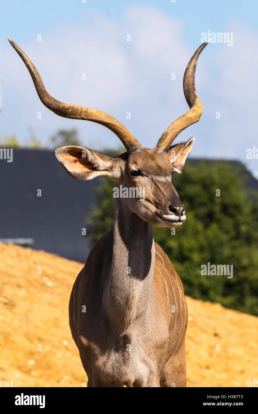 Male Greater Kudu Stock Photo - Alamy