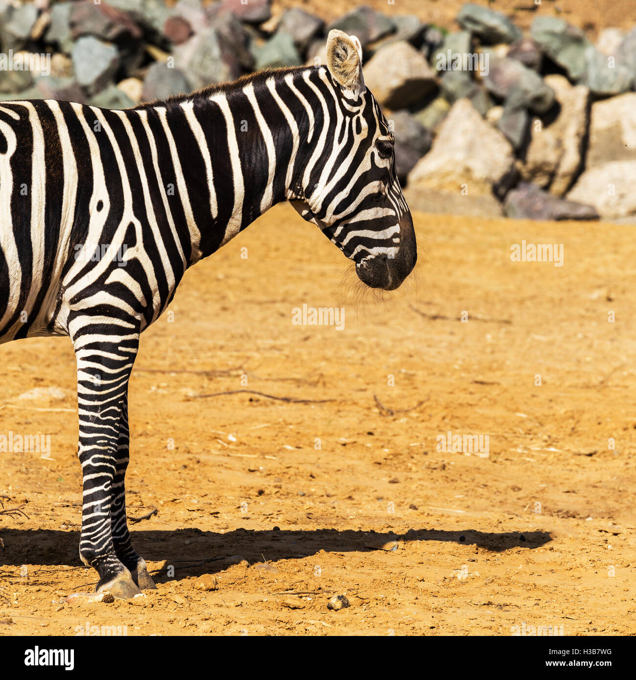 Borensis hi-res stock photography and images - Alamy