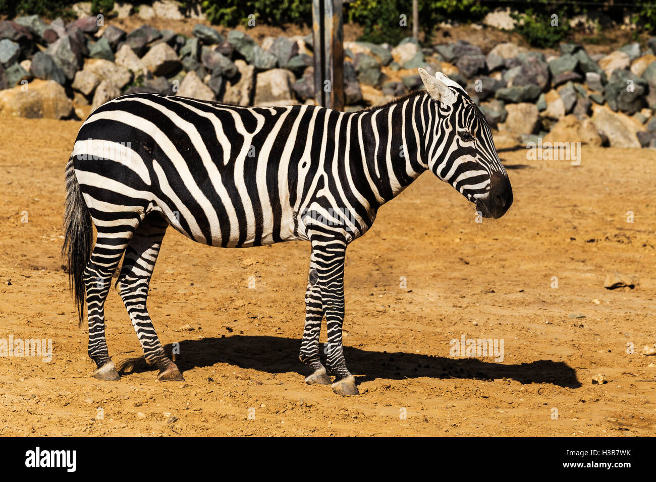 Maneless zebra equus quagga borensis hi-res stock photography and ...