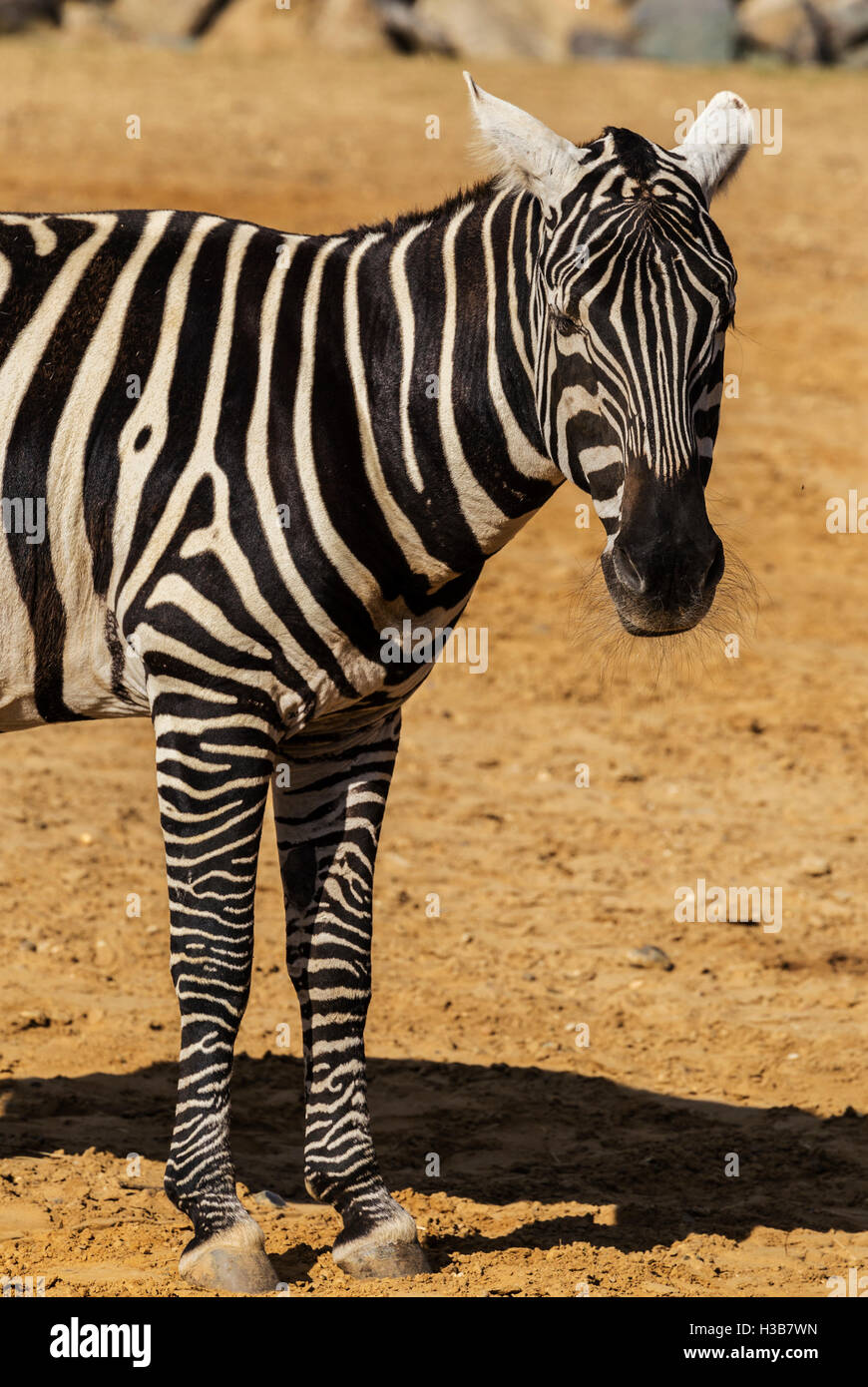 Maneless zebra equus quagga borensis hi-res stock photography and ...