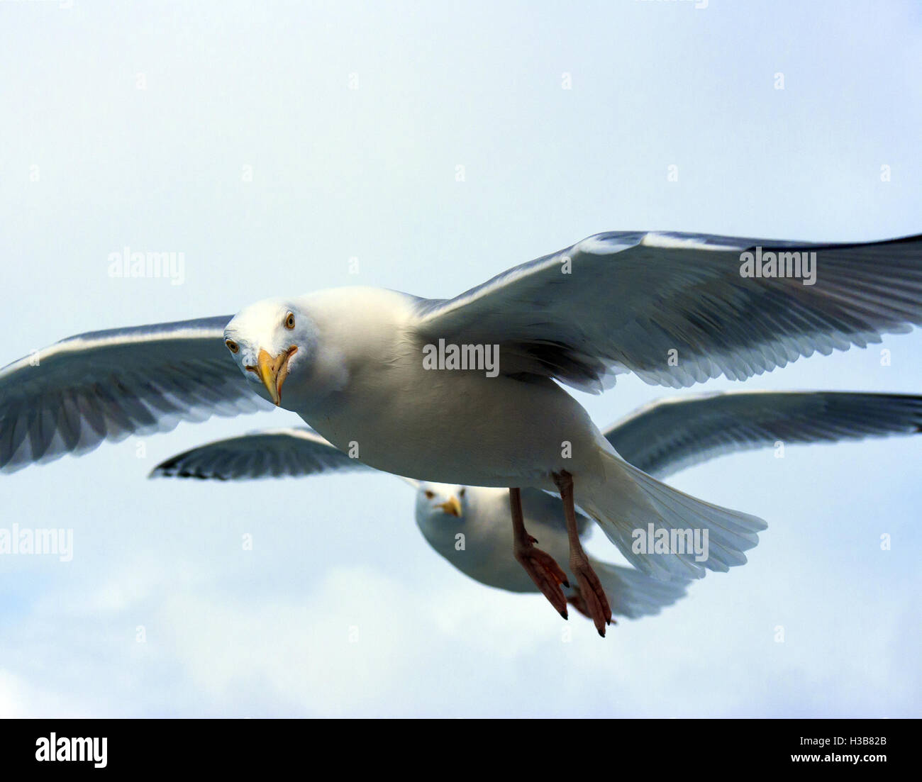 Seagulls in flight Stock Photo - Alamy
