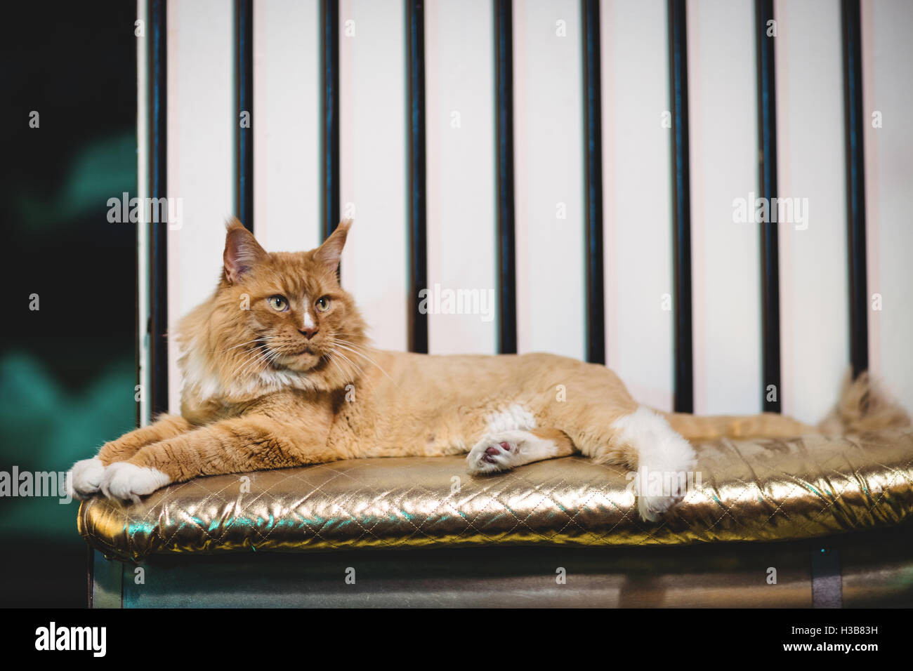 Bar cat hi-res stock photography and images - Alamy