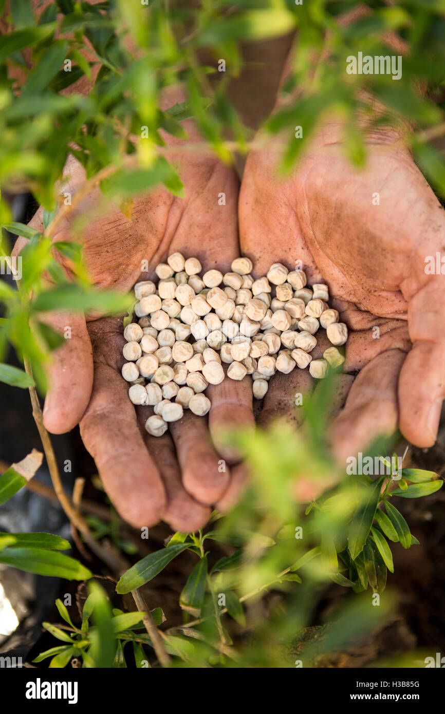 Chick pea hi-res stock photography and images - Alamy