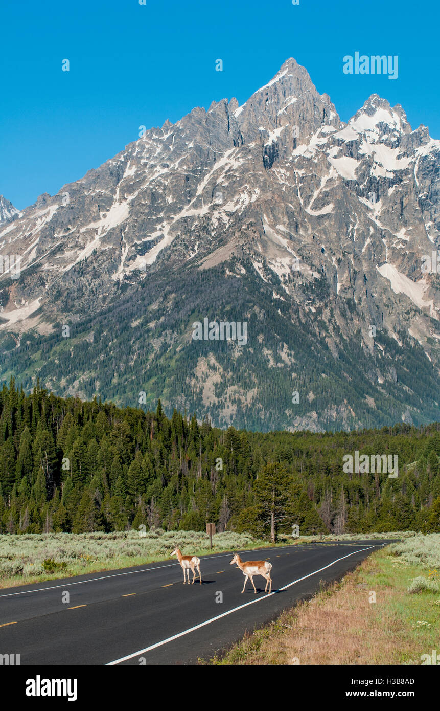 Pronghorn antelope crossing road hi-res stock photography and images ...