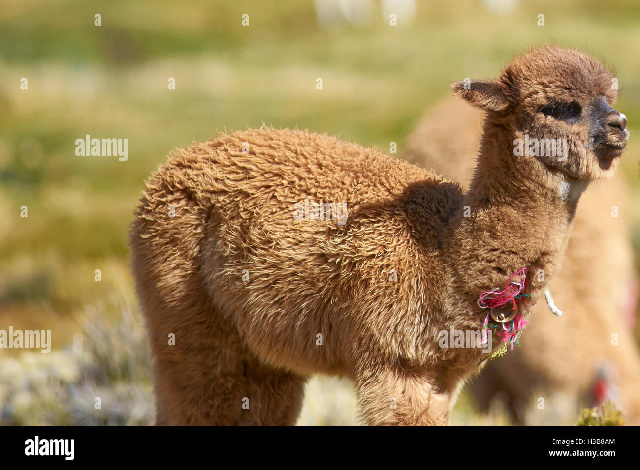 Alpaca lama pacos hi-res stock photography and images - Alamy