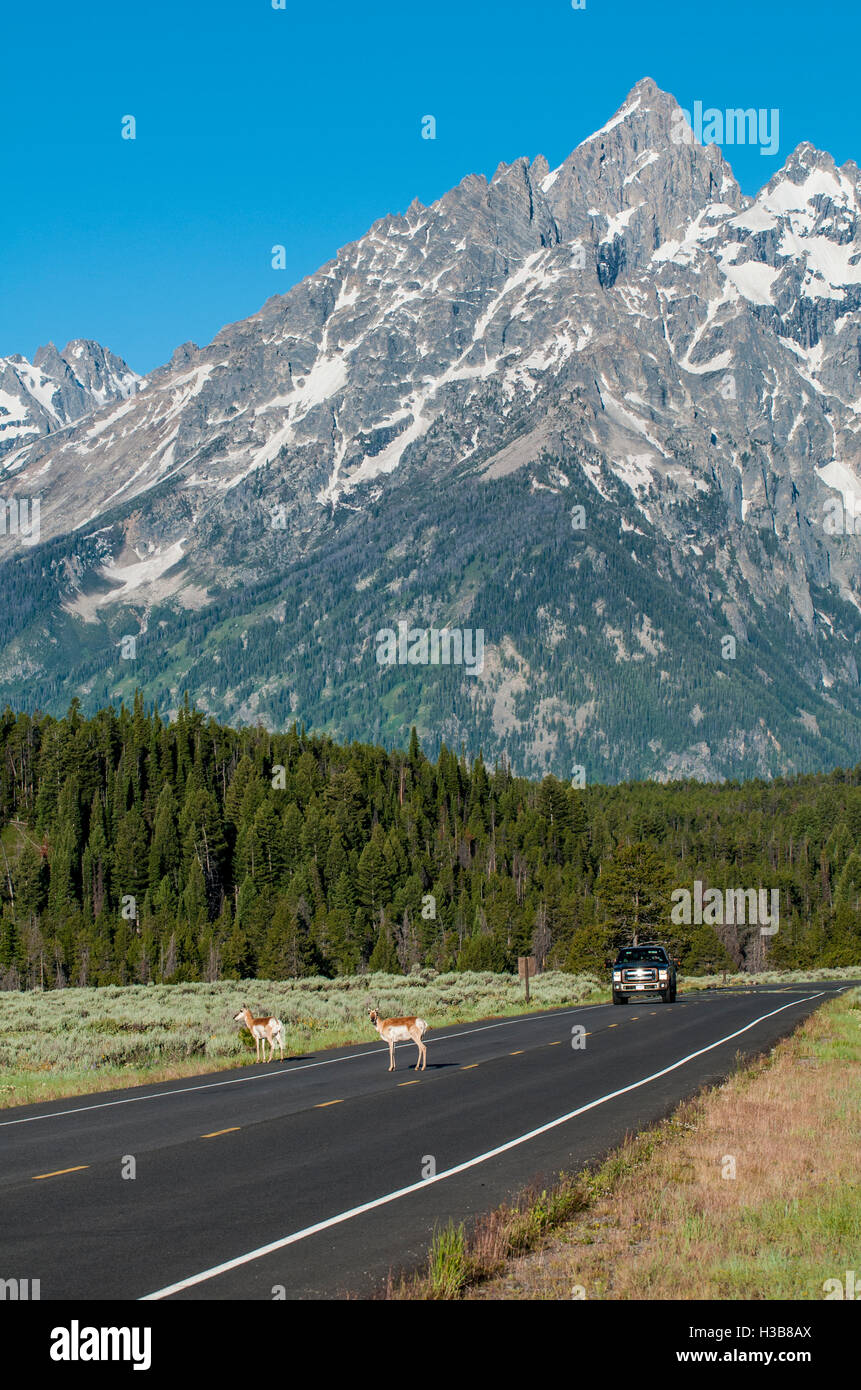 Pronghorn antelope crossing road car hi-res stock photography and ...