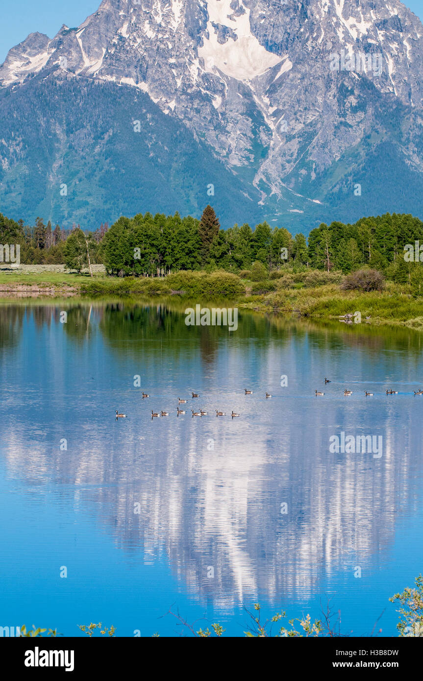 Waterfowl ducks geese birds on small lake in Grand Teton National Park ...