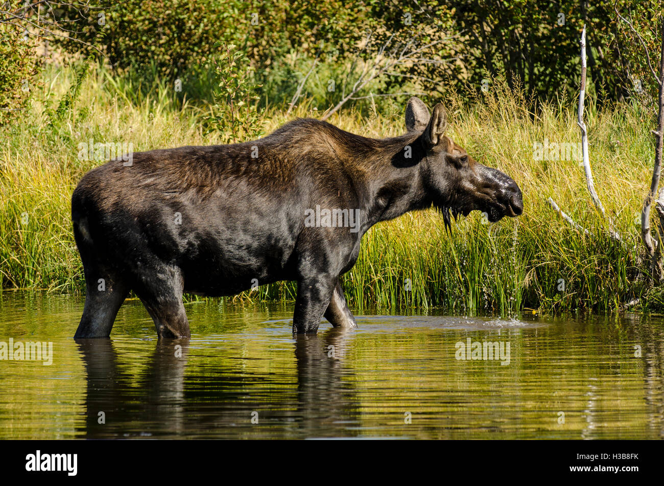 Moose water hi-res stock photography and images - Alamy